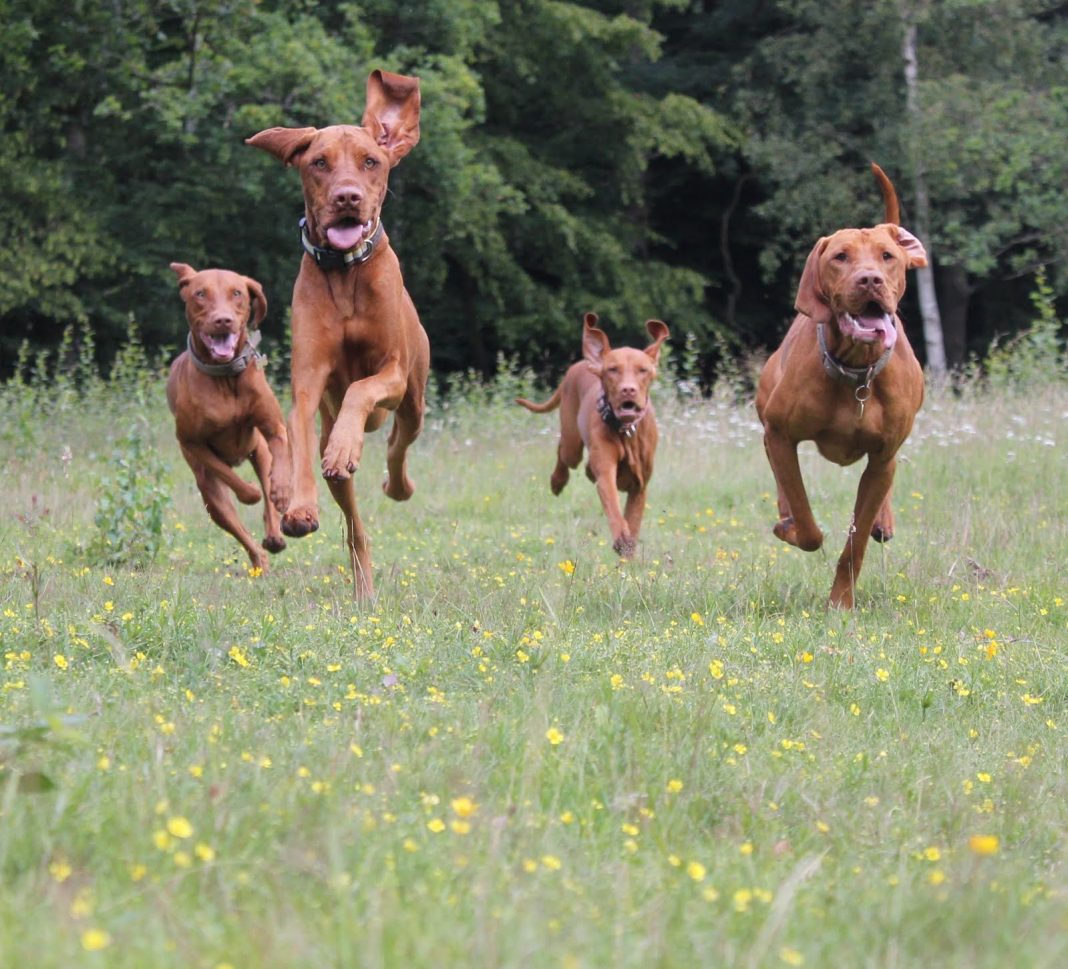 The Best Dogs for Distance Runners - Runner's Tribe